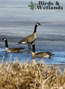 Nature's Love Affair: Goose Mating Season - Birds & Wetlands