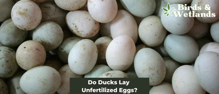 Duck Reproduction: Do Ducks Lay Unfertilized Eggs? - Birds & Wetlands