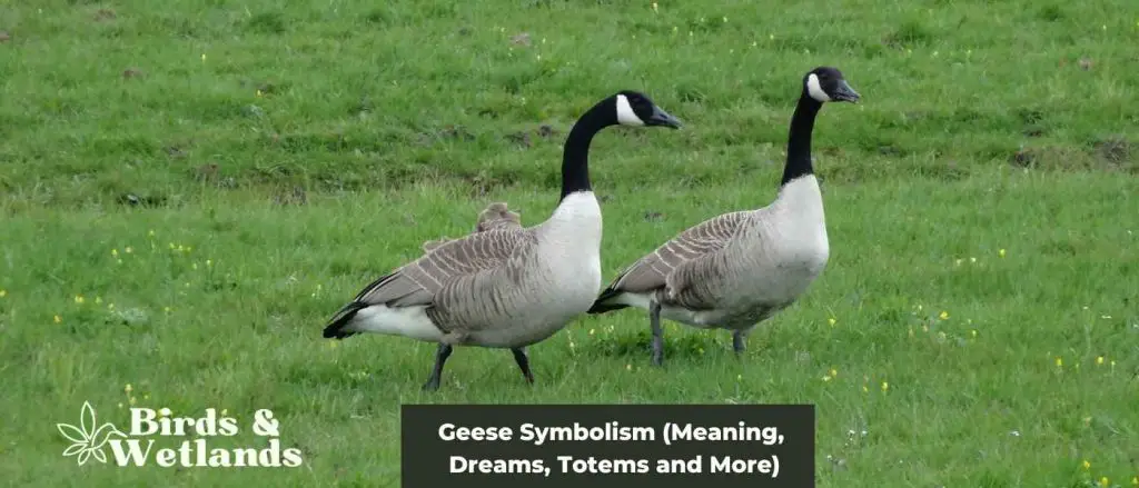 Geese Symbolism (Meaning, Dreams, Totems and More) - Birds & Wetlands