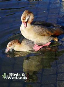 Nature's Love Affair: Goose Mating Season - Birds & Wetlands