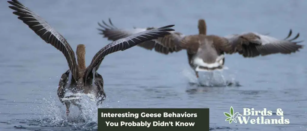 Interesting Geese Behaviors You Probably Didn't Know - Birds & Wetlands