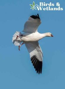 Goose vs Swan: What Is the Difference? - Birds & Wetlands