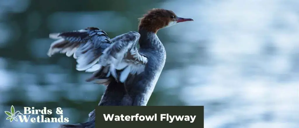 Waterfowl Flyway - Birds & Wetlands