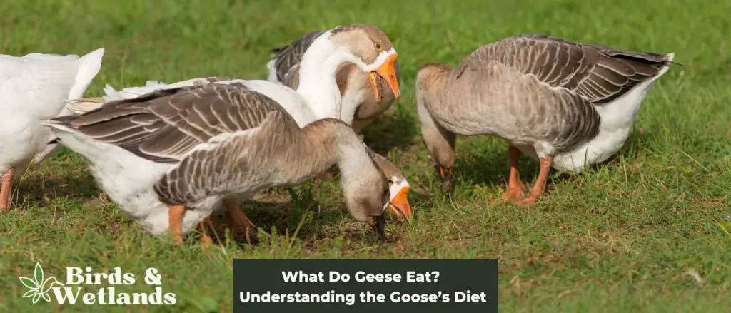 What Do Geese Eat? - Understanding the Goose’s Diet - Birds & Wetlands