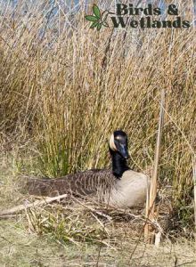 Nature's Love Affair: Goose Mating Season - Birds & Wetlands