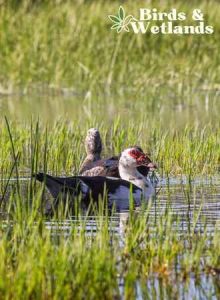 Muscovy Duck (Cairina moschata) - Birds & Wetlands