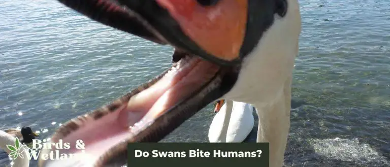 Do Swans Bite Humans? Understanding Swan-Human Interactions - Birds ...