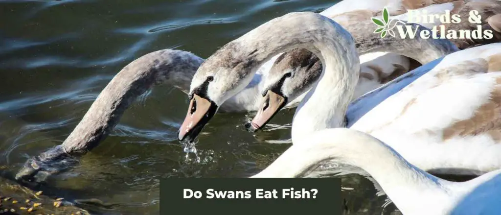 Swans Gone Fishing: Do Swans Eat Fish? - Birds & Wetlands