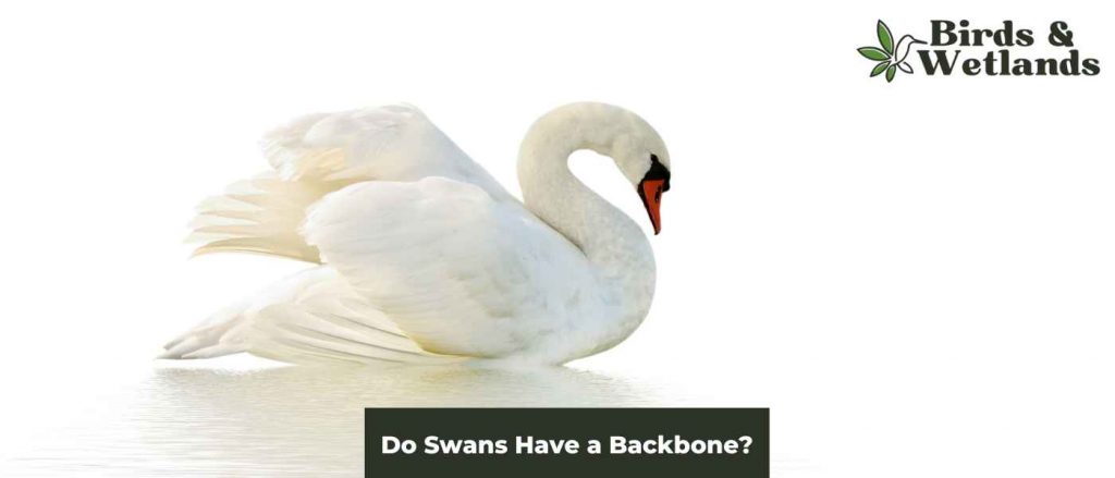Do Swans Have a Backbone? A Look into Swan Anatomy - Birds & Wetlands