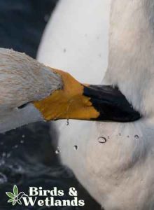 Do Swans Bite Humans? Understanding Swan-Human Interactions - Birds ...