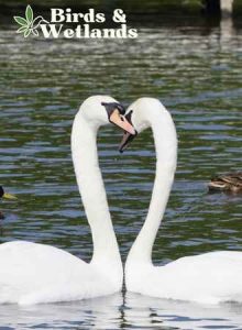 Do Swans Have Predators? — Learning About Swans - Birds & Wetlands