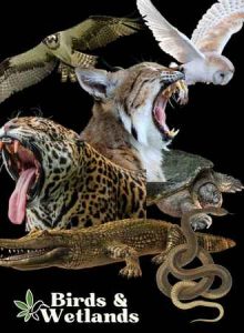 Do Swans Have Predators? — Learning About Swans - Birds & Wetlands