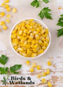 The Corn Conundrum: Can Ducks Eat Corn? - Birds & Wetlands