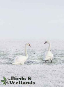 Do Swans Migrate? — The Answer May Surprise You! - Birds & Wetlands