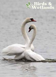 Do Swans Kill Themselves? — Uncovering A Tragic Reality - Birds & Wetlands