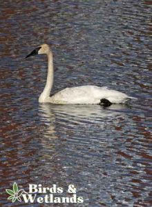 Trumpeter Swan (Cygnus buccinator) - Birds & Wetlands