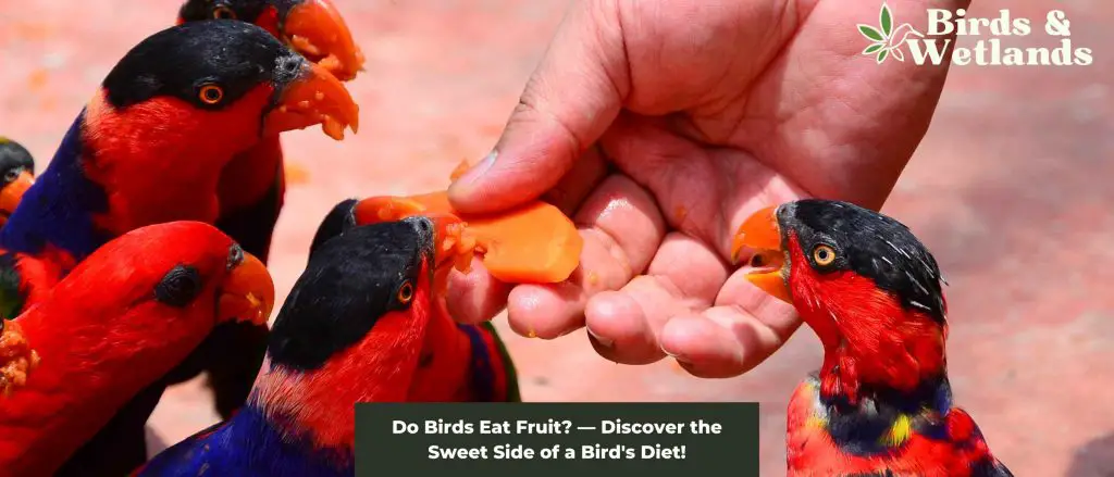 Do Birds Eat Fruit? — Discover the Sweet Side of a Bird's Diet! - Birds ...