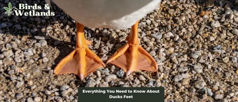Everything You Need to Know About Ducks Feet - Birds & Wetlands