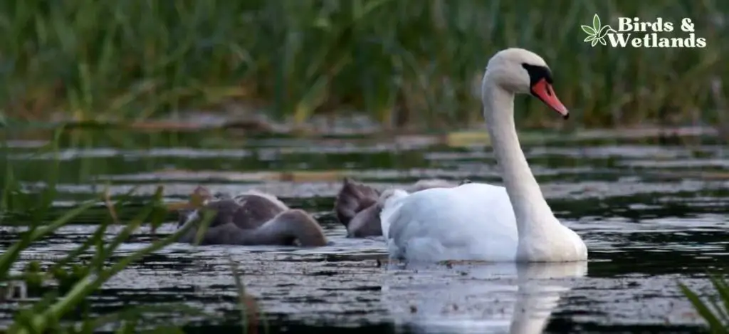 Majestic Swans of North America: A Comprehensive Guide - Birds & Wetlands