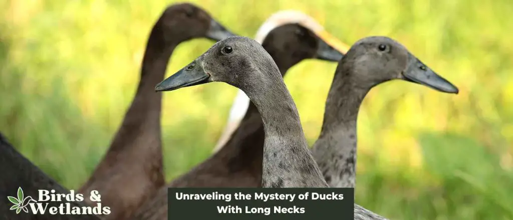 Ducks With Long Necks: A Comprehensive Guide - Birds & Wetlands