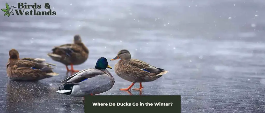 Winter Wanderers: Where Do Ducks Go in the Winter? - Birds & Wetlands