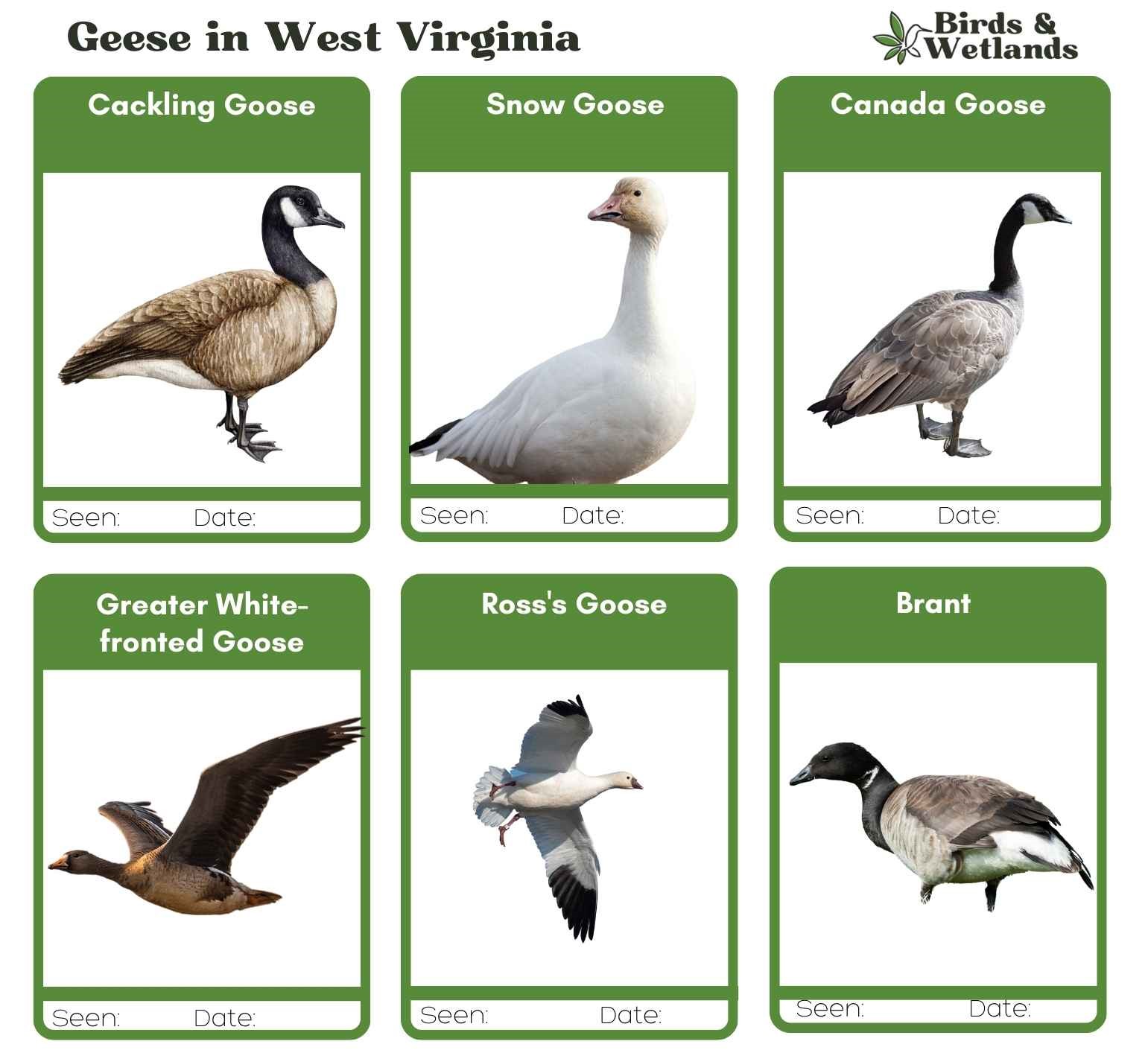 Geese in West Virginia (7 Types + FREE Photo Guide) - Birds & Wetlands