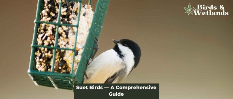 What Birds Eat Suet? — A Comprehensive Guide To Suet Birds - Birds ...