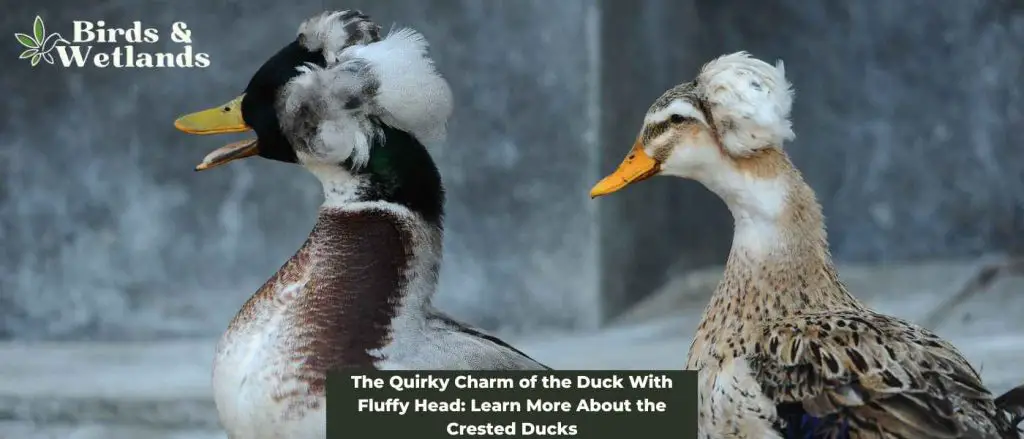 Duck With Fluffy Head: Learn More About the Crested Ducks - Birds ...