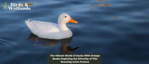 The Vibrant World of Ducks With Orange Beaks - Birds & Wetlands