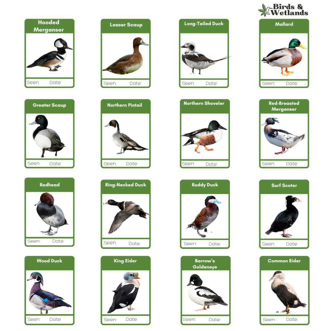 39 Types of Ducks in Alaska - Birds & Wetlands