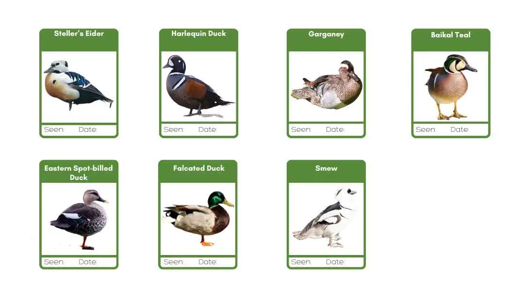 39 Types of Ducks in Alaska - Birds & Wetlands