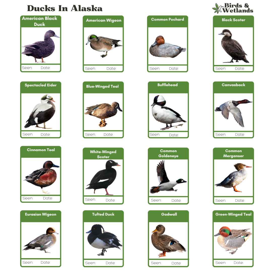 39 Types of Ducks in Alaska - Birds & Wetlands