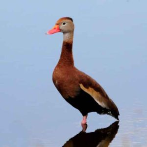 The Vibrant World of Ducks With Orange Beaks - Birds & Wetlands