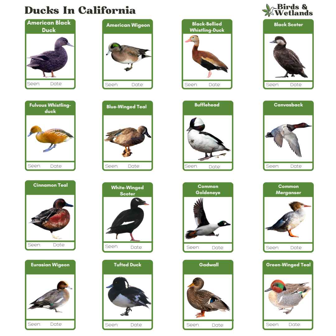 39 Different Ducks In California - Birds & Wetlands