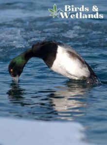 Duck Identification: A Beginner's Guide - Birds & Wetlands