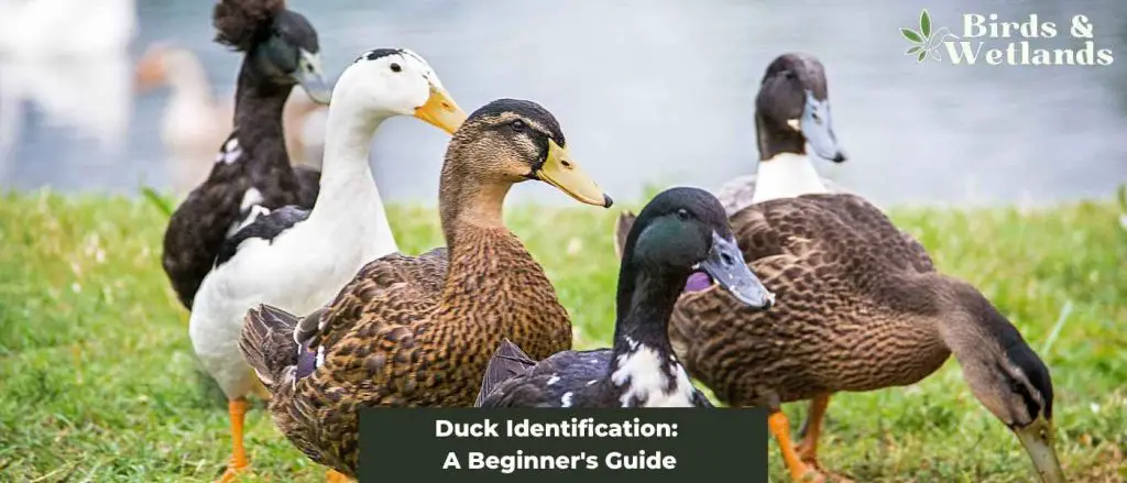 Duck Identification: A Beginner's Guide - Birds & Wetlands