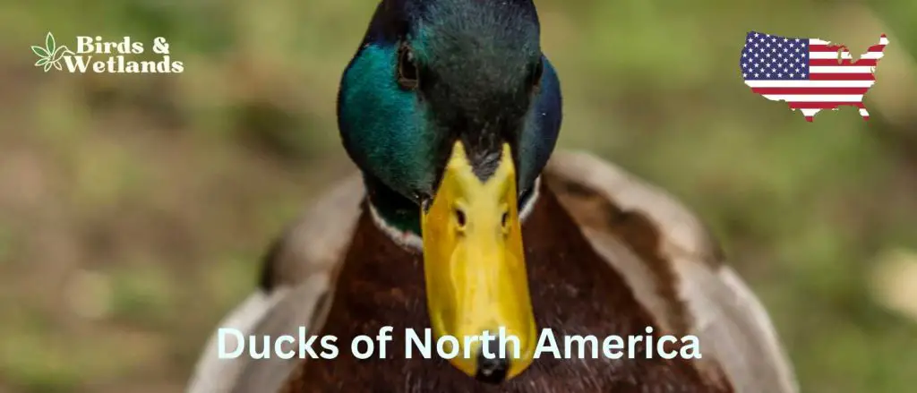 Ducks of North America: A Quick Guide to Species and Habitats - Birds ...