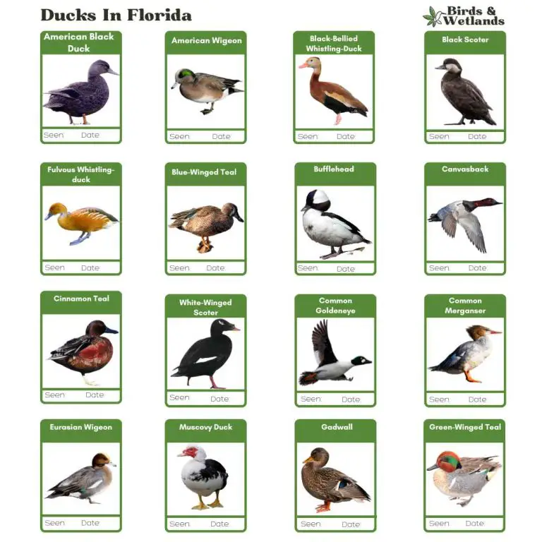 35 Types of Ducks in Florida - Birds & Wetlands