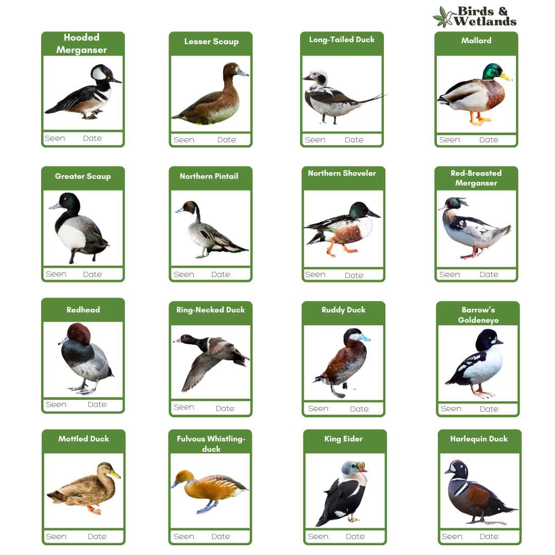 Ducks In Indiana: Complete Guide - Birds & Wetlands