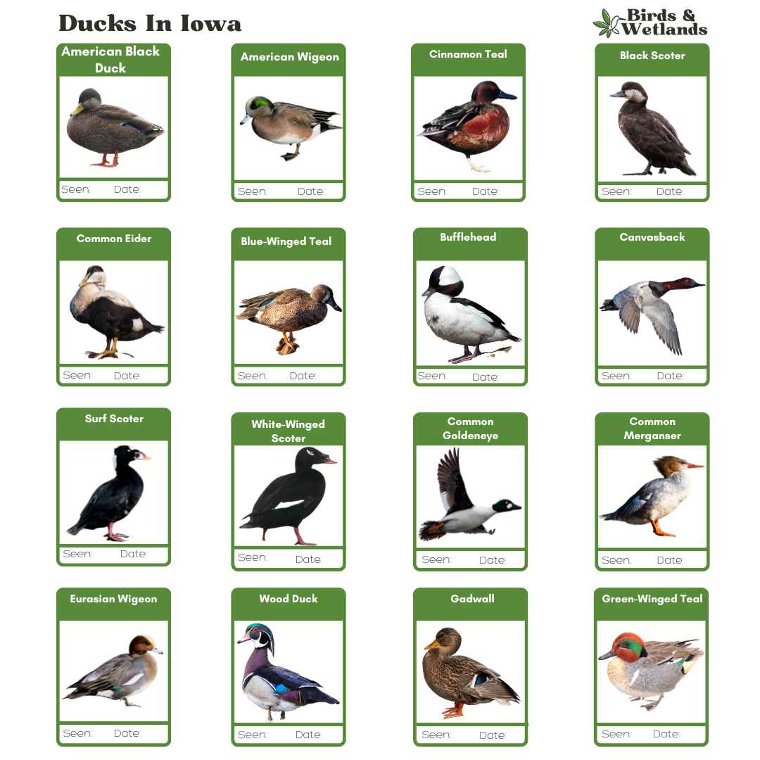 Ducks In Iowa (33 Types) - Birds & Wetlands