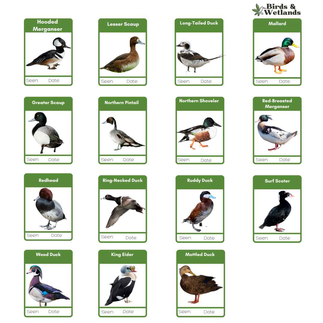 Ducks In Kentucky (31 Types) - Birds & Wetlands