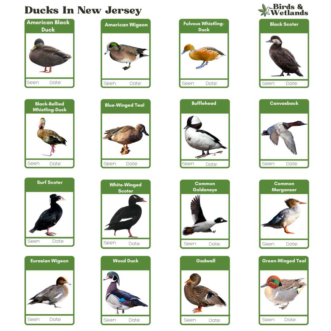 Wings Over the Garden State: A Guide to the Ducks In New Jersey - Birds ...