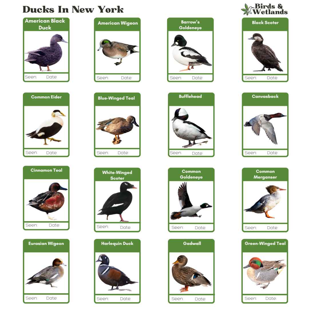 Guide to the 31 Types of Ducks in New York - Birds & Wetlands