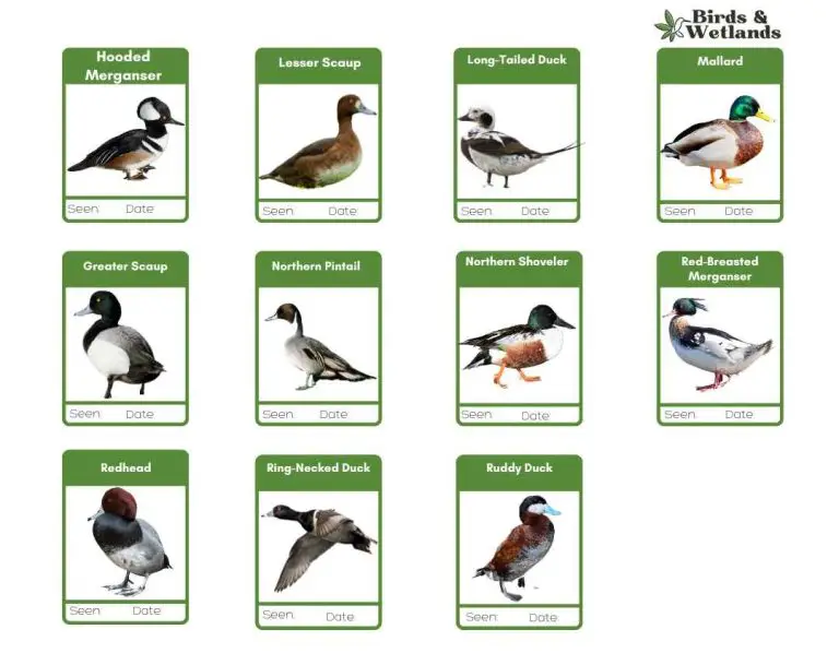 27 Different Types Of Ducks In North Carolina - Birds & Wetlands