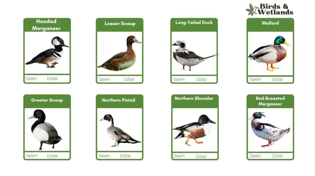 Ducks in North Dakota - Birds & Wetlands