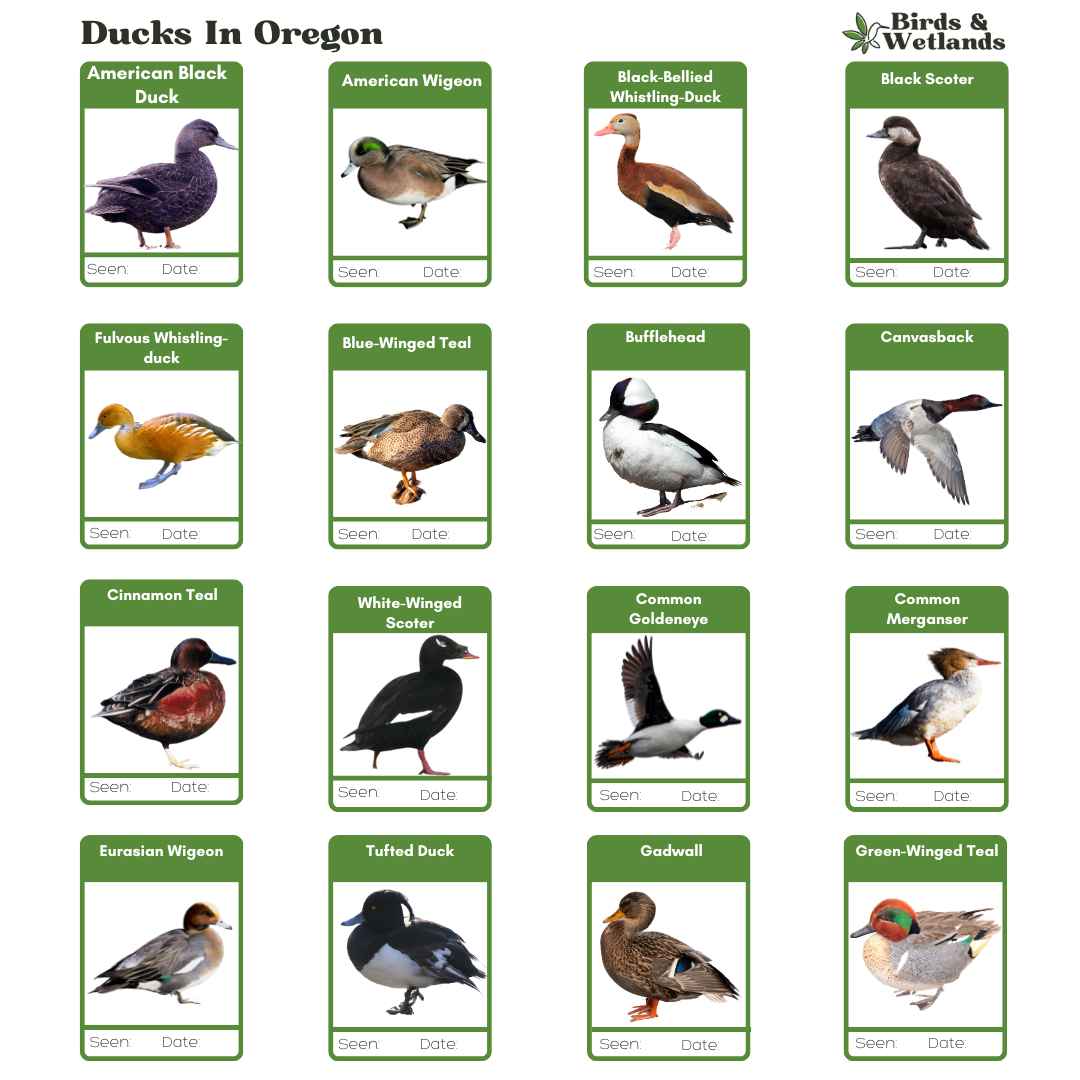 The Pacific Flyway's Finest: A Guide to the 39 Different Ducks In ...