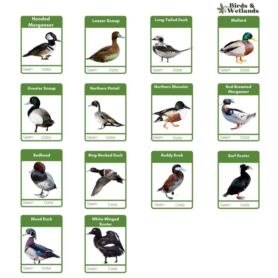 Wetlands and Waterways: A Guide to the Ducks In South Carolina - Birds ...
