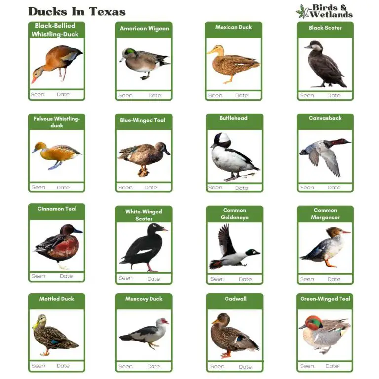 The Lone Star State's Waterfowl: A Guide to the 29 Ducks In Texas ...