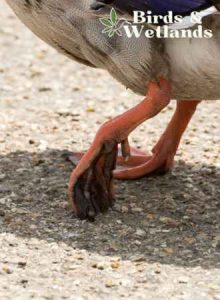Everything You Need to Know About Ducks Feet - Birds & Wetlands