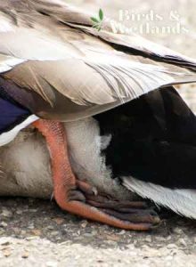 Everything You Need to Know About Ducks Feet - Birds & Wetlands